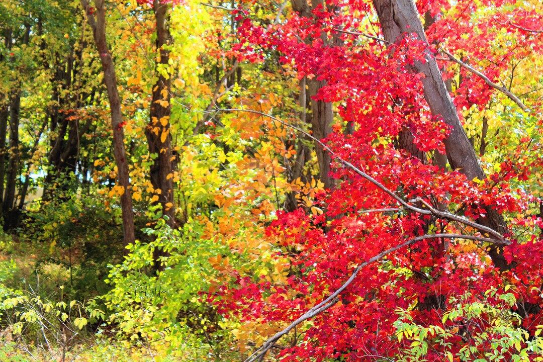 New England Fall Red Maples W Yellows Canvas Print Standard or Custom ...