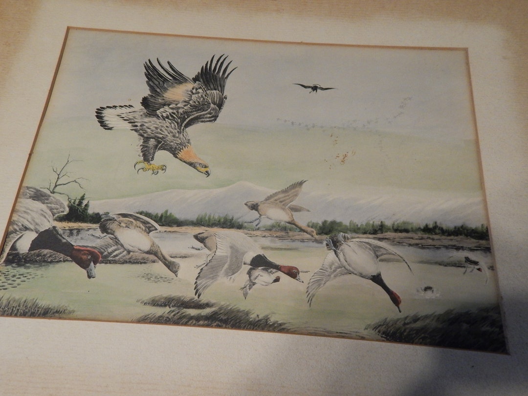 Hand Colored Rex Brasher Lithograph of Bird of Prey Diving on Ducks - Etsy