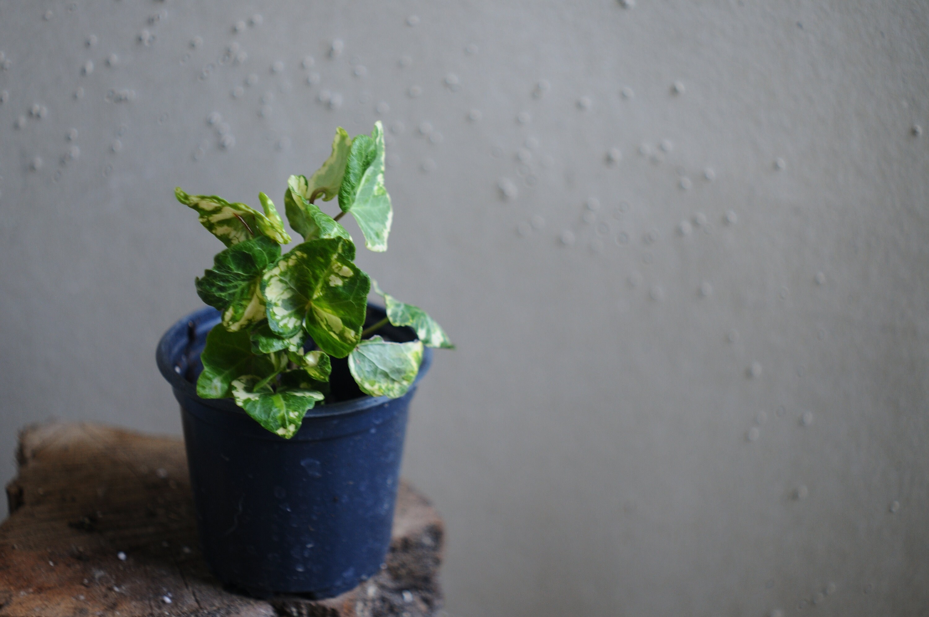 Hedera Helix 'Golden Child' Winter Hardy English | Etsy