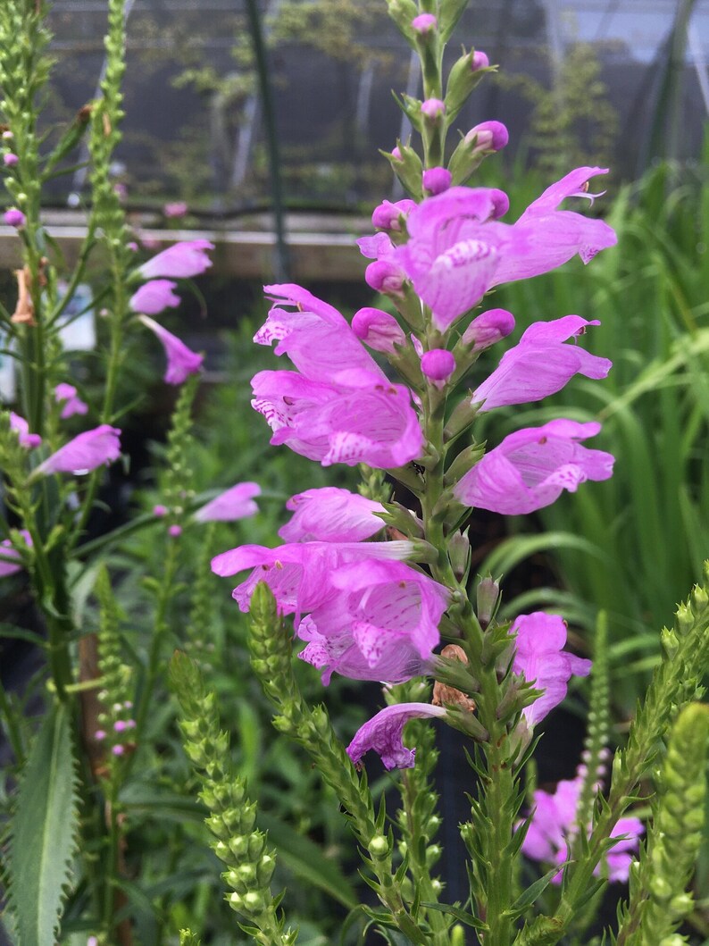 25 Seeds Pack Physostegia Virginiana Rose Queen Obedient | Etsy
