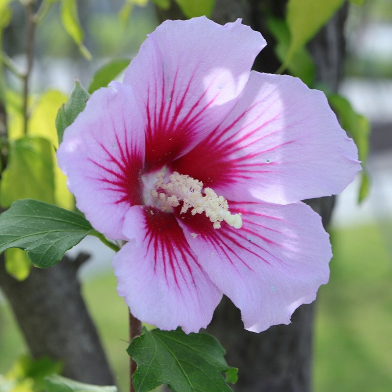 25 Seeds Pack Hibiscus Syriacus Violet Korean Rose of Sharon | Etsy