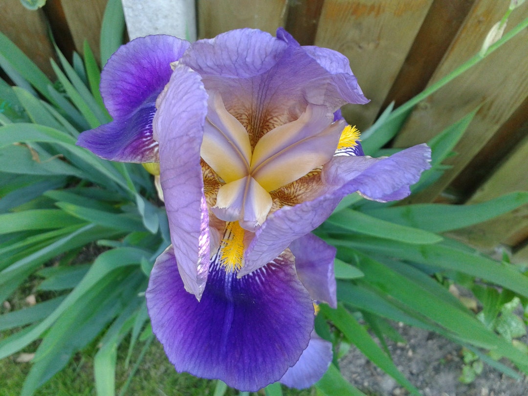 Iris Germanica bleu jaune iris barbu rhizome frais bleu violet couleurs ...