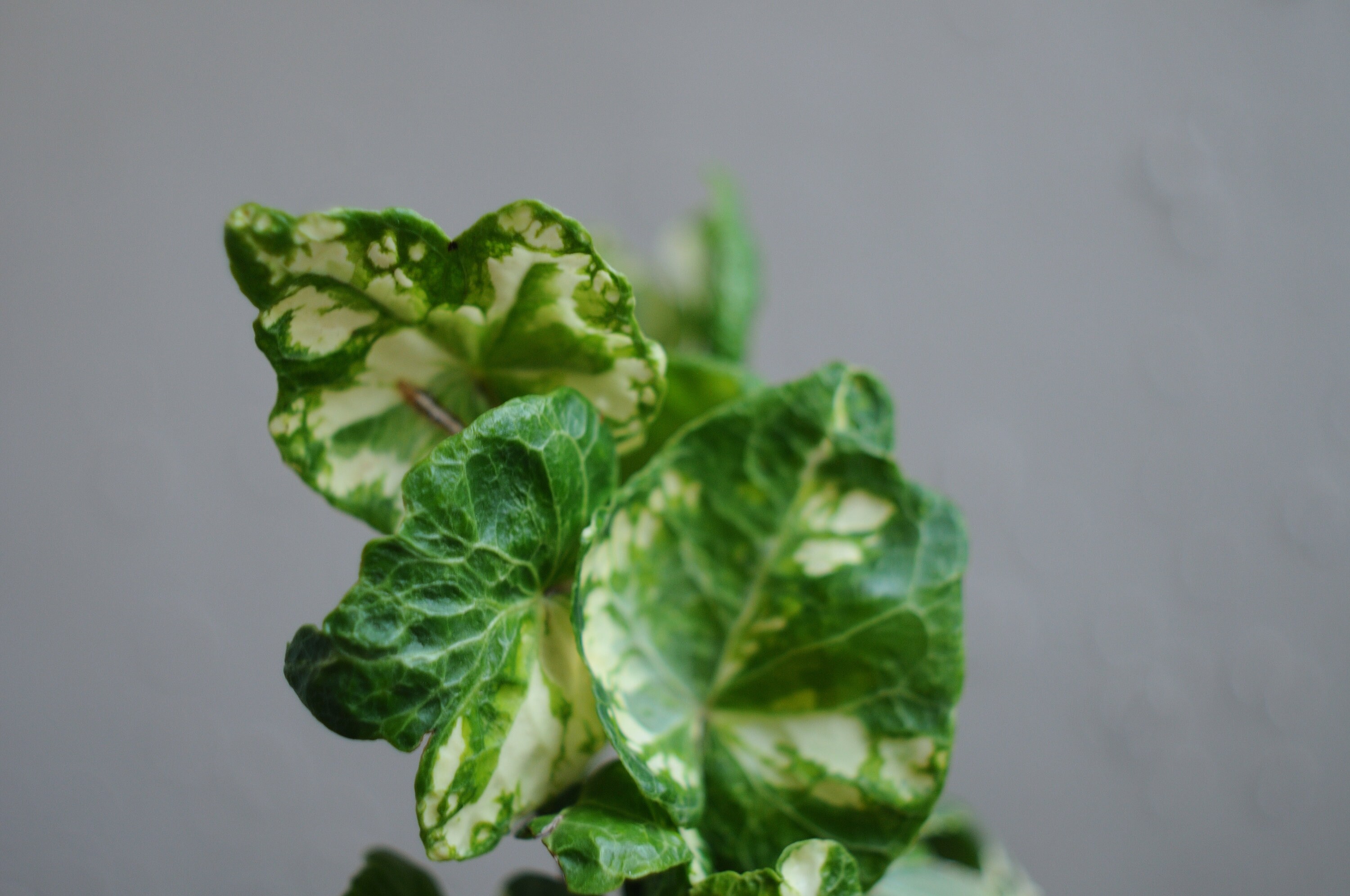 Hedera Helix 'Golden Child' Winter Hardy English | Etsy