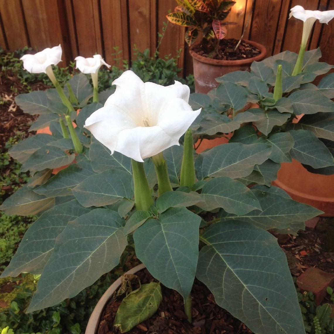 Datura Fastuosa Datura Innoxia White Moonflower Datura Sacred | Etsy