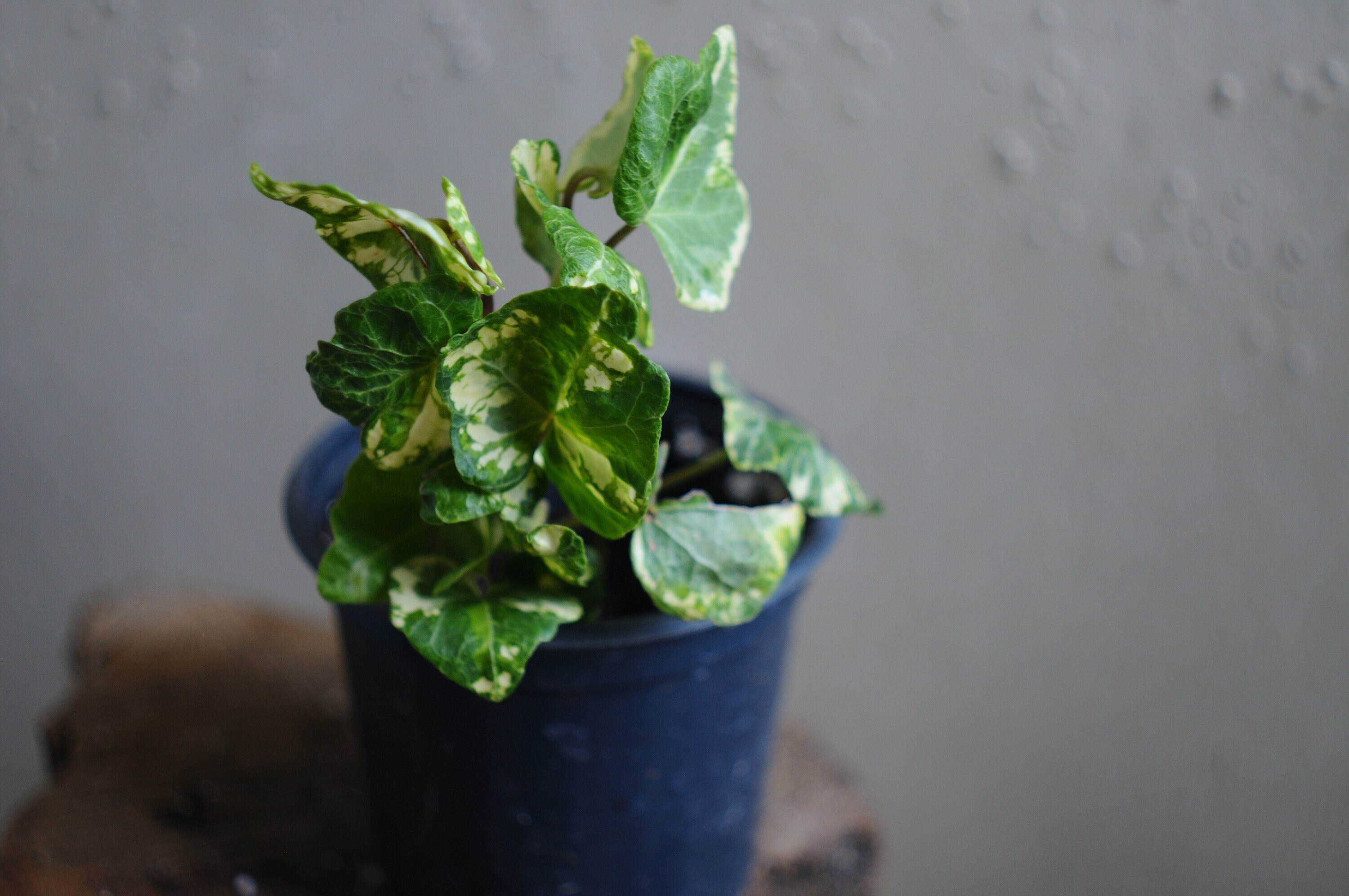 Hedera Helix 'Golden Child' Winter Hardy English | Etsy