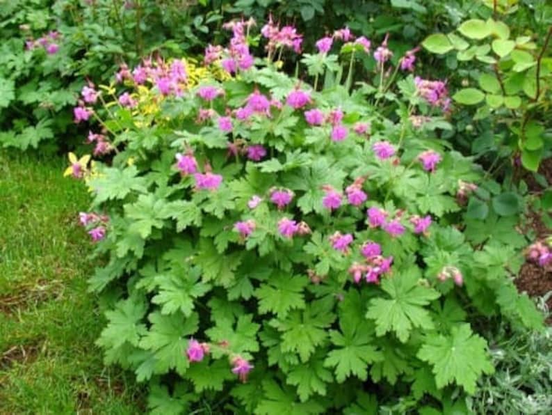 Geranium Мacrorrhizum Bulgarian Geranium Big Root Geranium - Etsy Canada