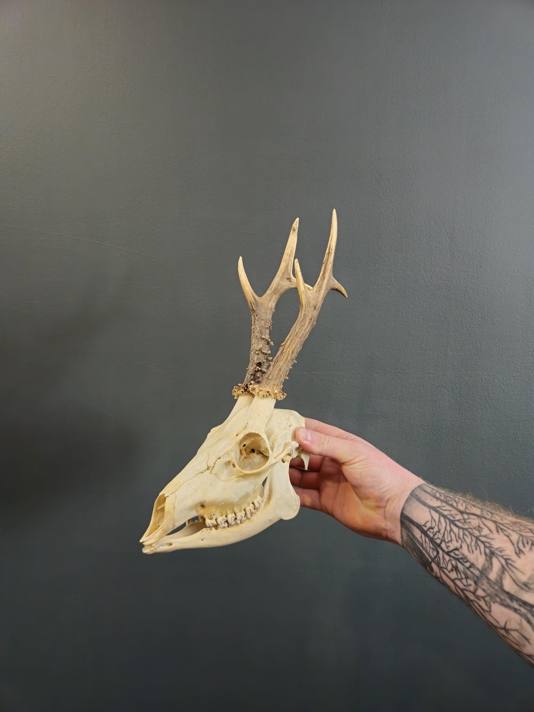 Real Roe Deer Skull With Bottom Jaw and Antlers. Professional Cleaned ...