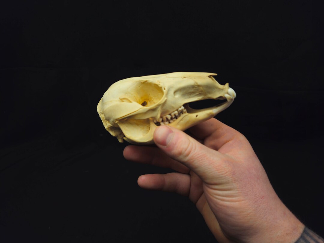 Red-necked Wallaby Skull of a Adult Animal. - Etsy