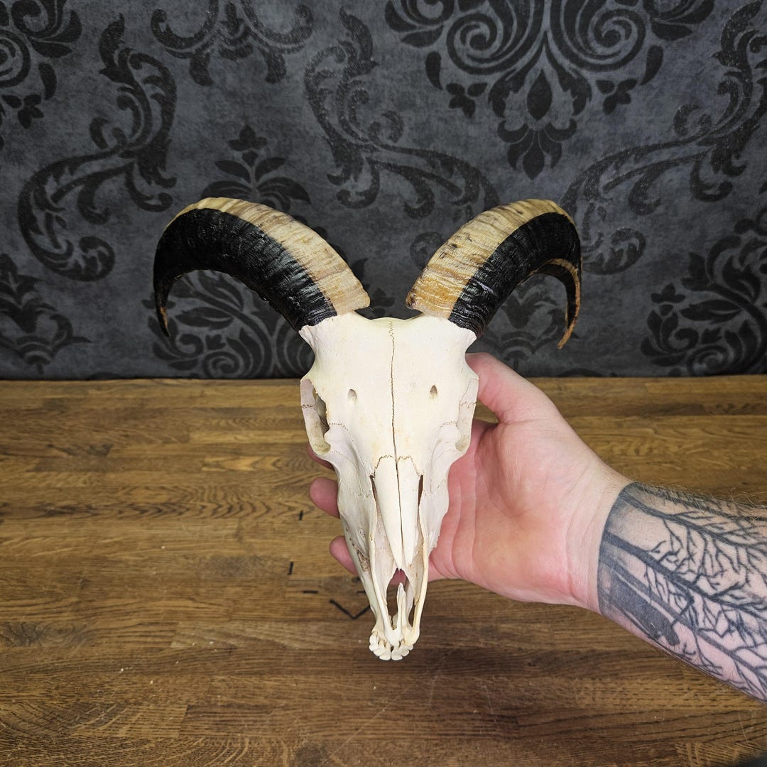 Real Skull of a Ram With Horns, Professional Cleaned. - Etsy