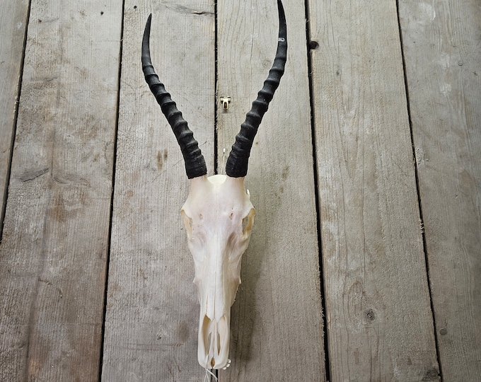 Blesbok SKULL Real Animal Skull Sheep Goat Skull Animal Horns Animal ...