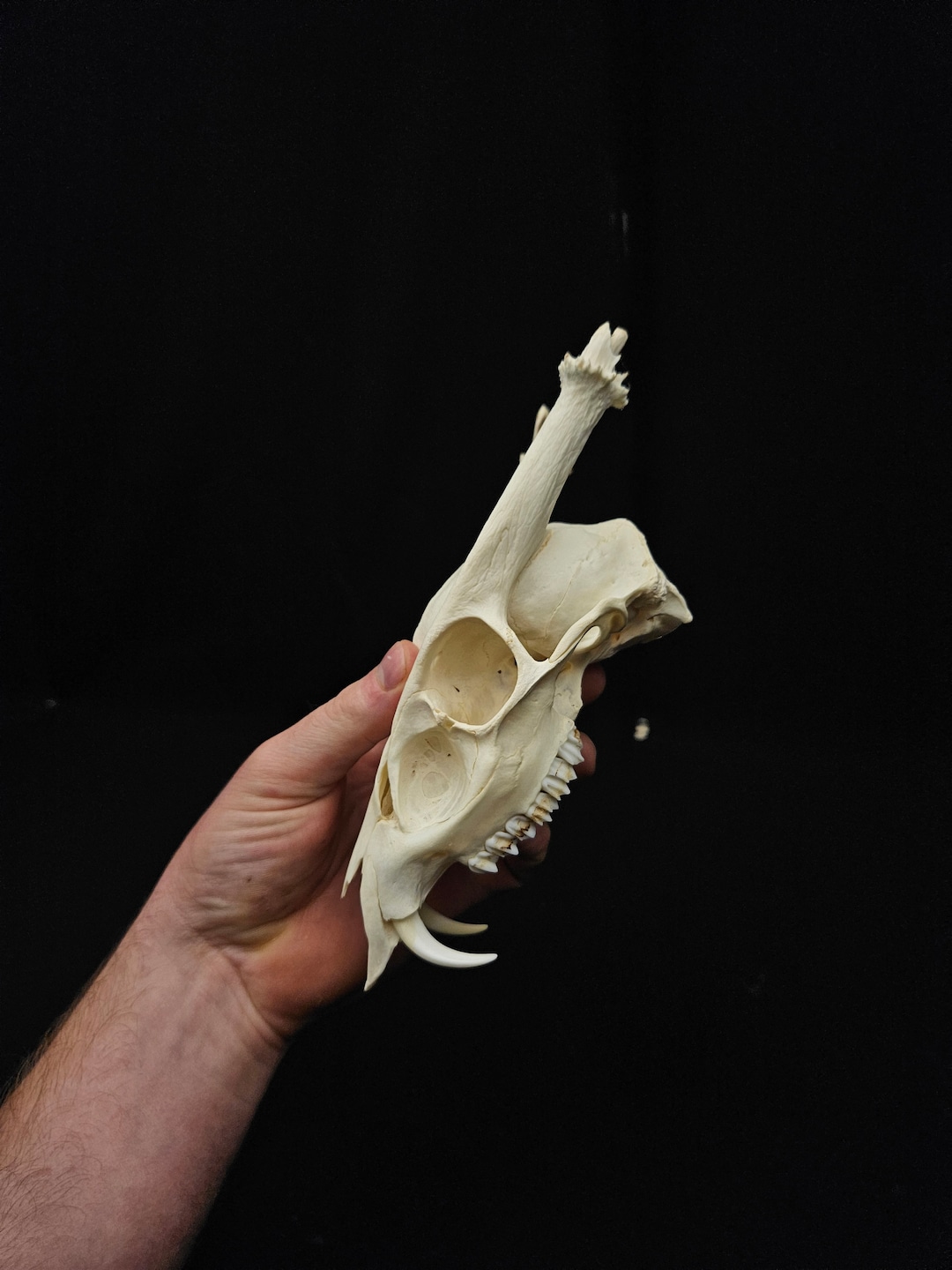 Reeves’s Muntjac Skull With Antlers Fangs – Muntiacus Reevesi ...