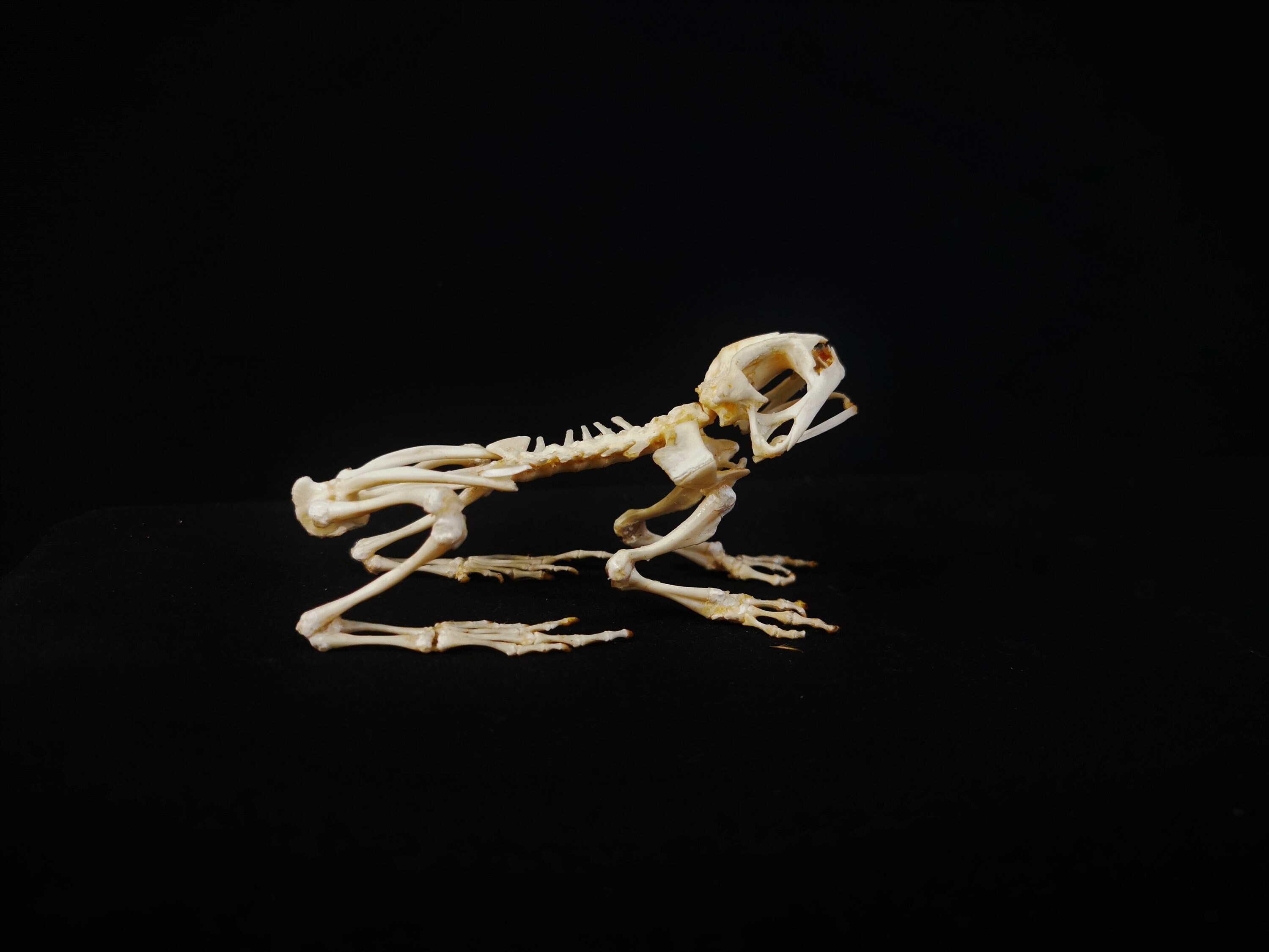 Real Asian Common Toad Skeleton Real Animal Skulls. | Etsy