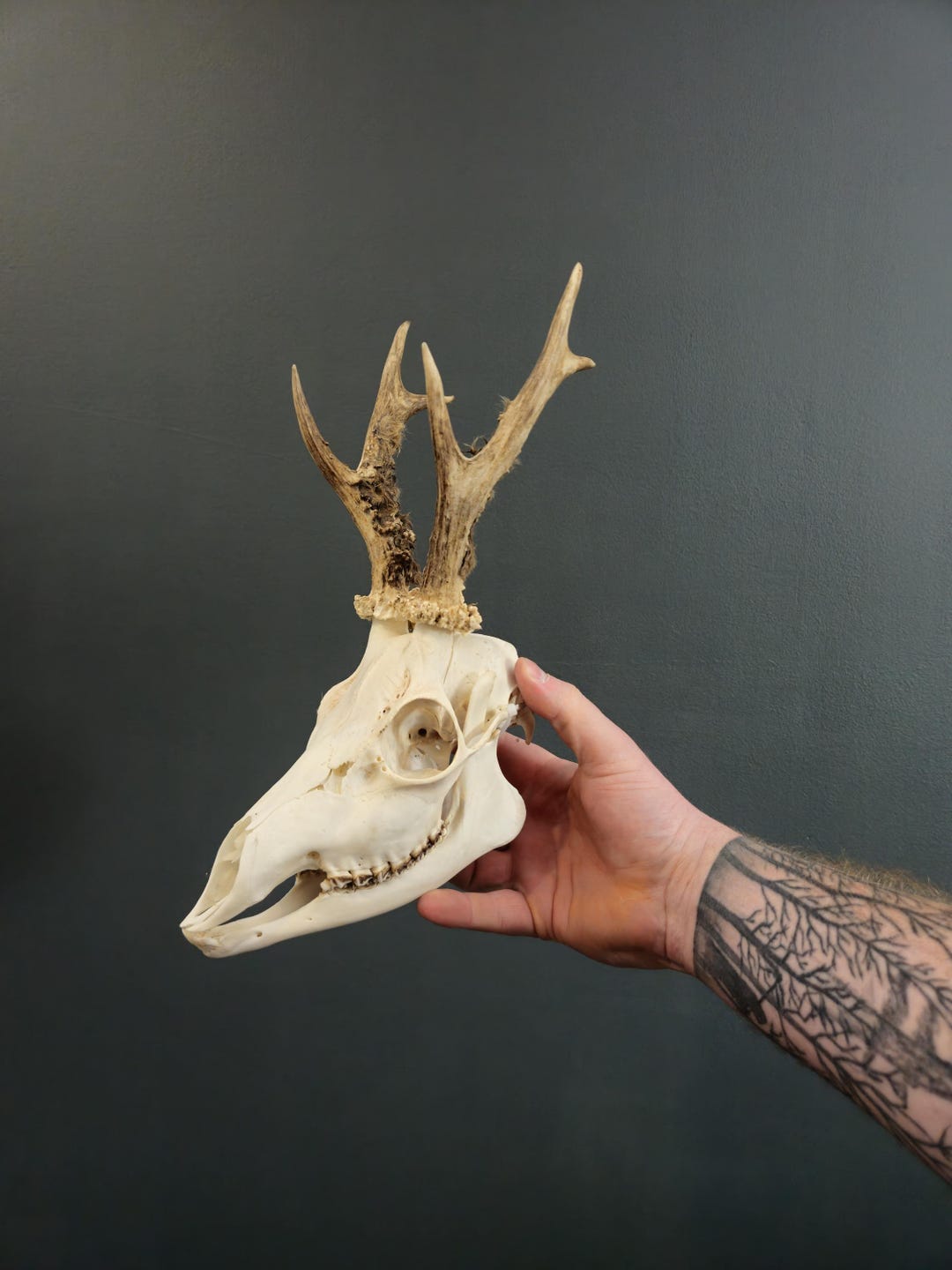 Real Roe Deer Skull With Bottom Jaw and Antlers. Professional Cleaned ...