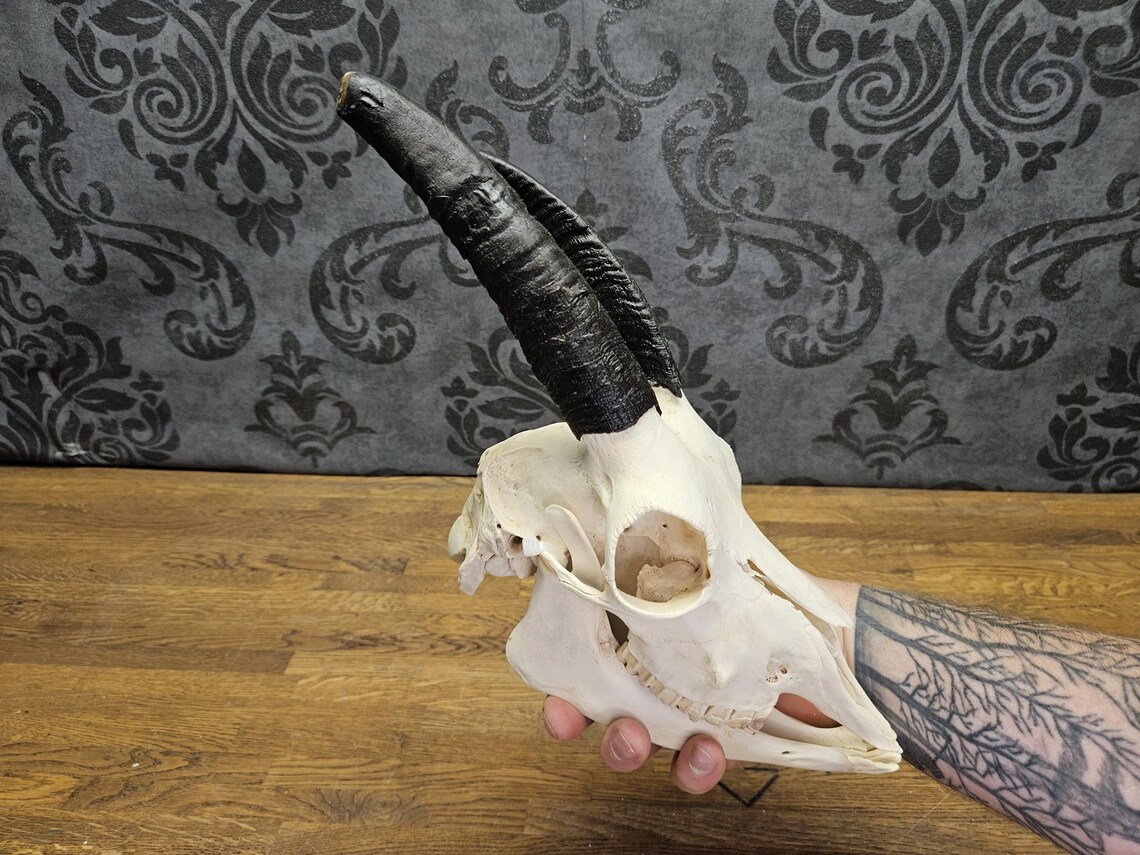Real Dutch Milking Goat Skull With Horns. Professional Cleaned. - Etsy