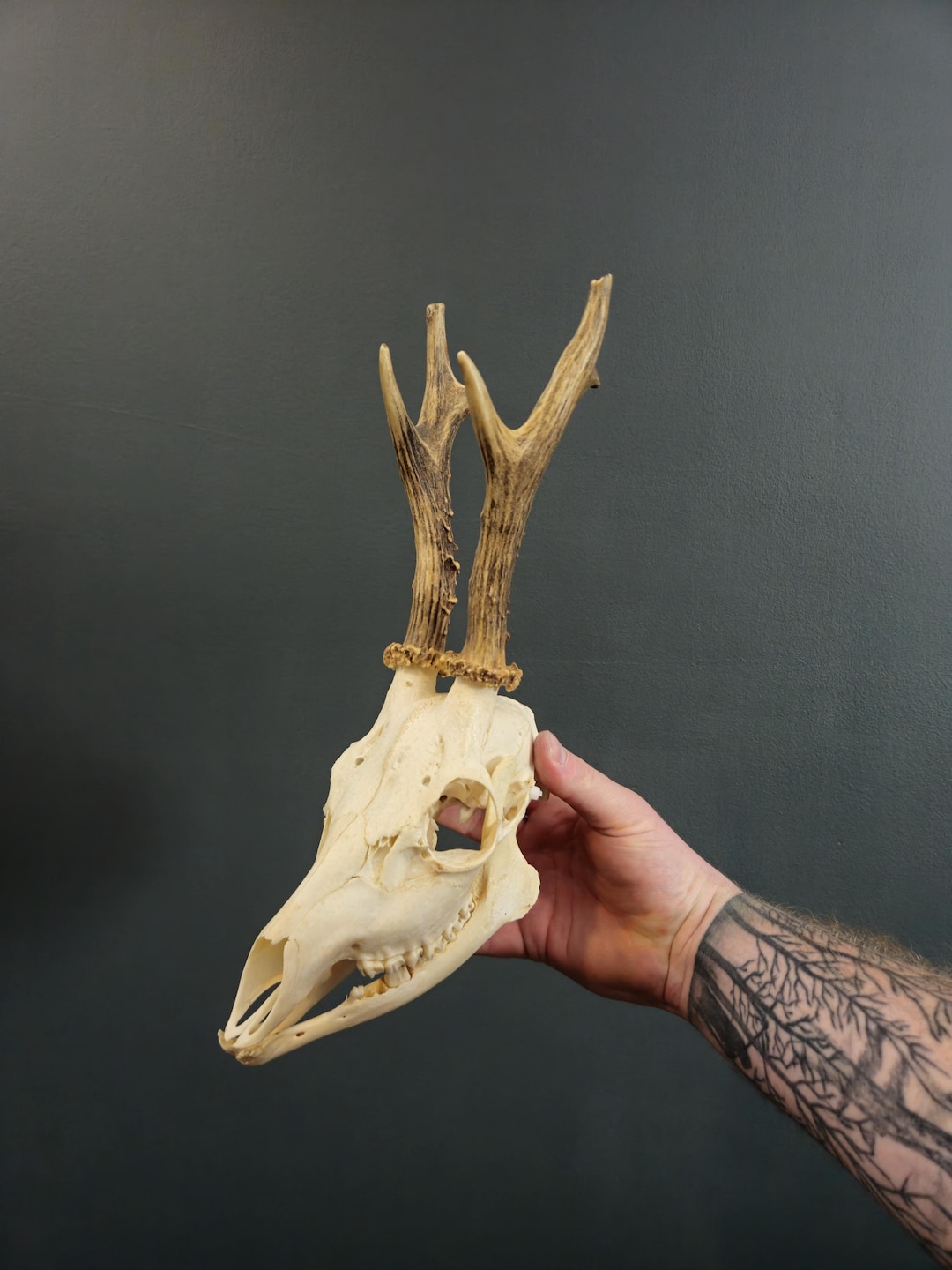 Real Roe Deer Skull With Bottom Jaw and Antlers. Professional Cleaned ...