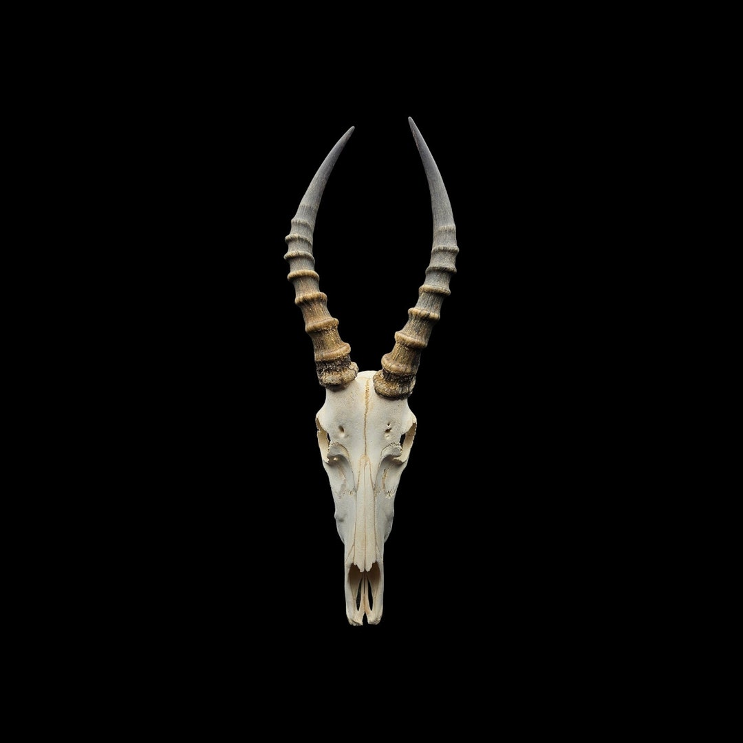 Blesbok Skull With Horns. Professional Cleaned. Blesbuck - Etsy