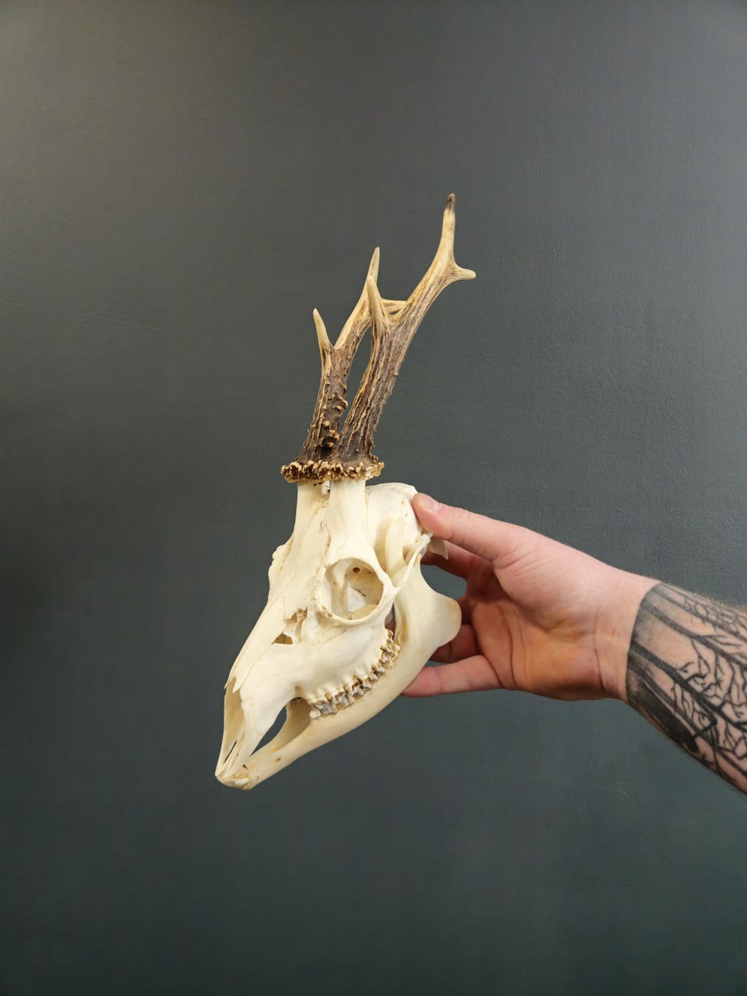 Real Roe Deer Skull With Bottom Jaw and Antlers. Professional Cleaned ...