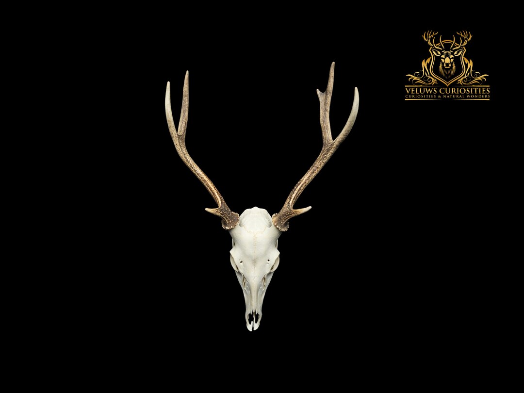 Japanese Sika Deer Skull – Cervus Nippon – Sourced From an Old Hunters ...