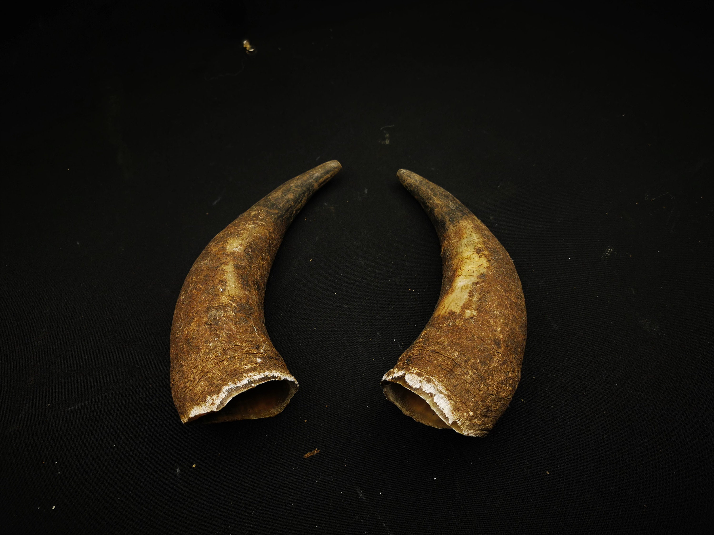 Real Cow Horns: Rustic Home Decor, Art Supplies - Etsy