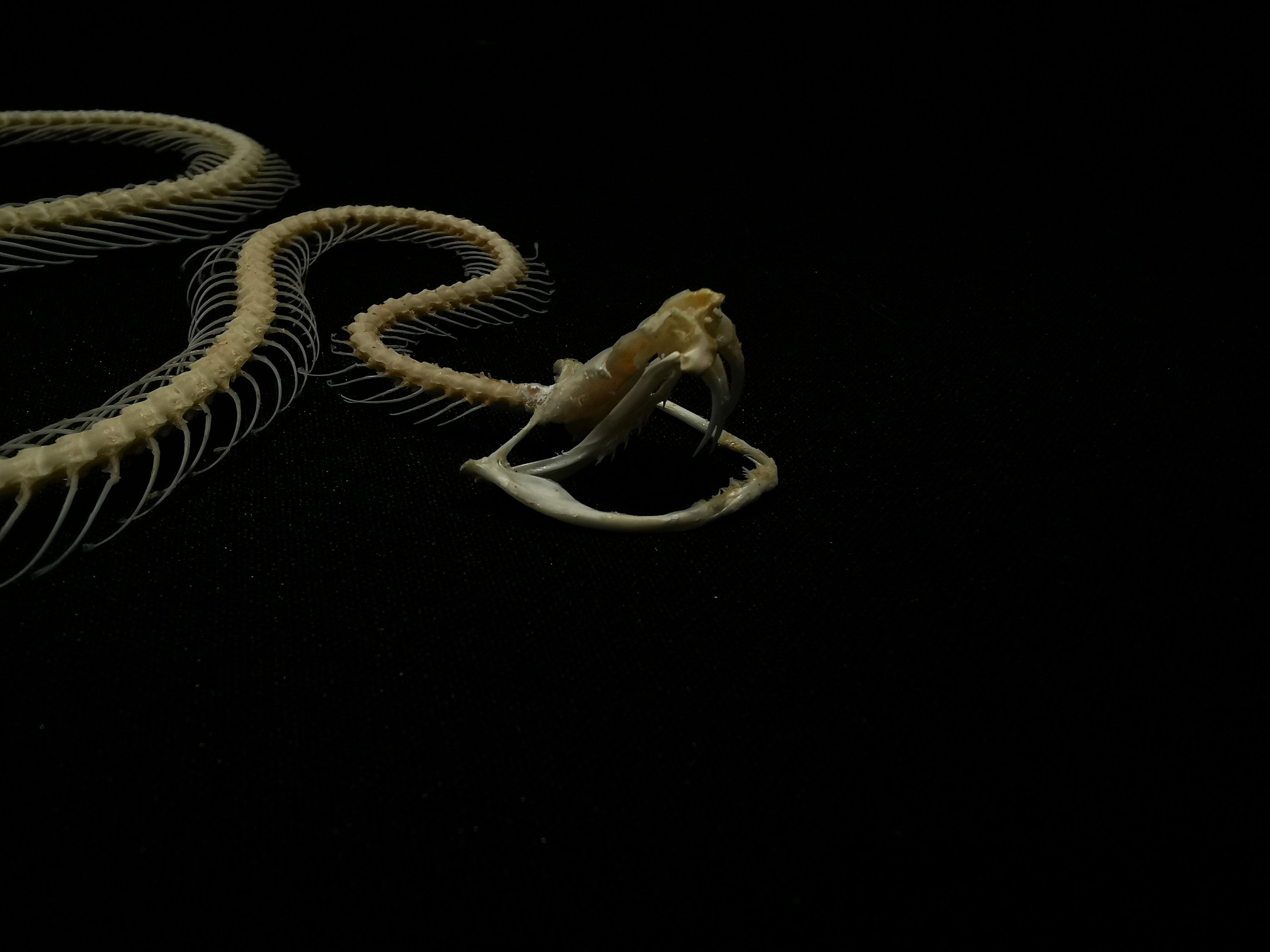 Real Snake Skeleton White-lipped Tree Viper Real Animal - Etsy