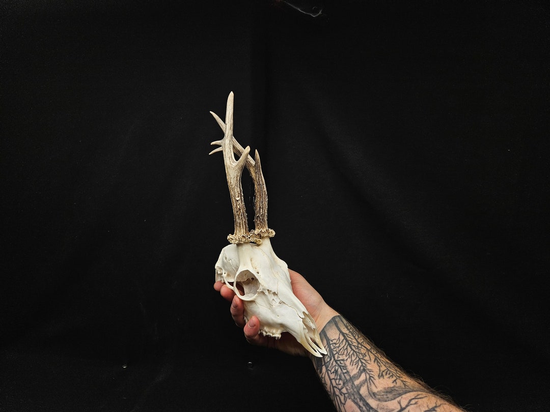 Real Roe Deer Skull With Antlers. Professional Cleaned. European Roe ...