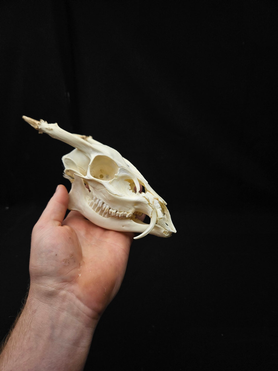 Roadkill Reeves's Muntjac Skull With Antlers. Professional Cleaned. - Etsy