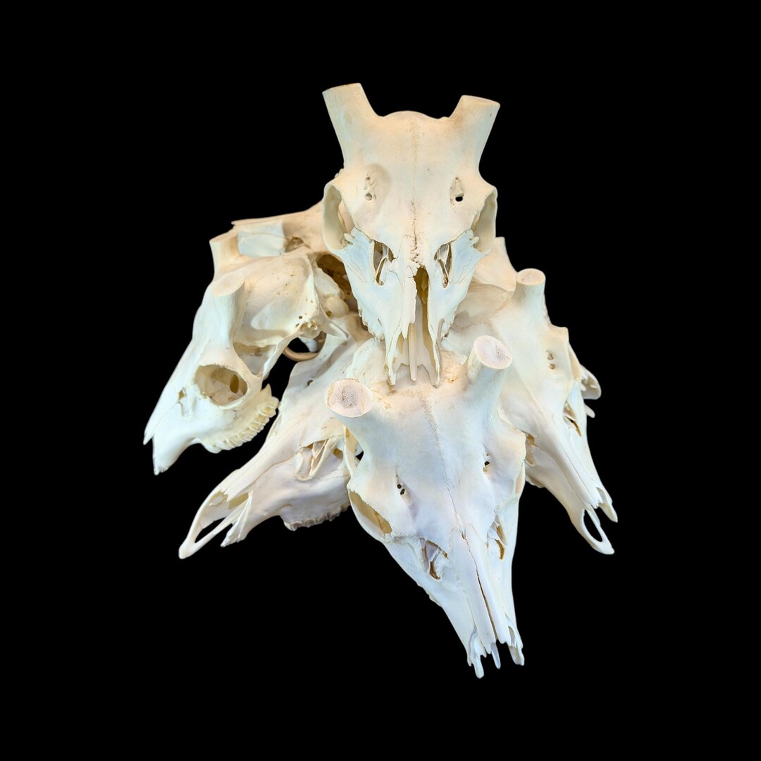 European Fallow Deer Skull - Dama Dama - Sourced From an Old Hunters ...