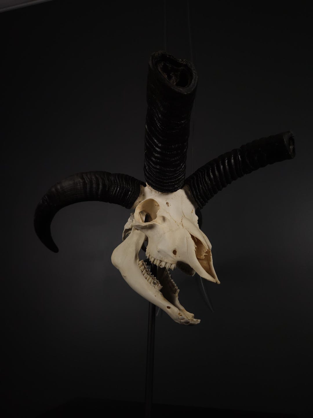 Skull of a Jacob Sheep Ram With 4 Horns, Professional Cleaned. - Etsy