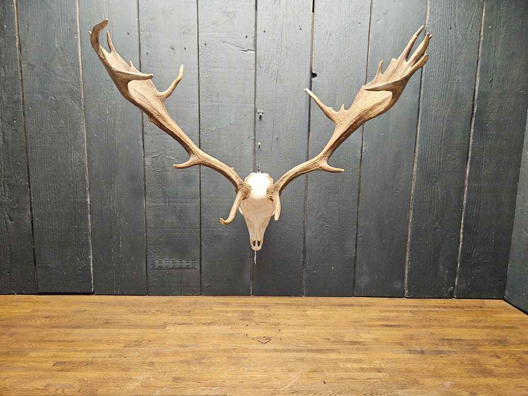 Beautiful European Fallow Deer Skull, From a Animal Found Death. - Etsy