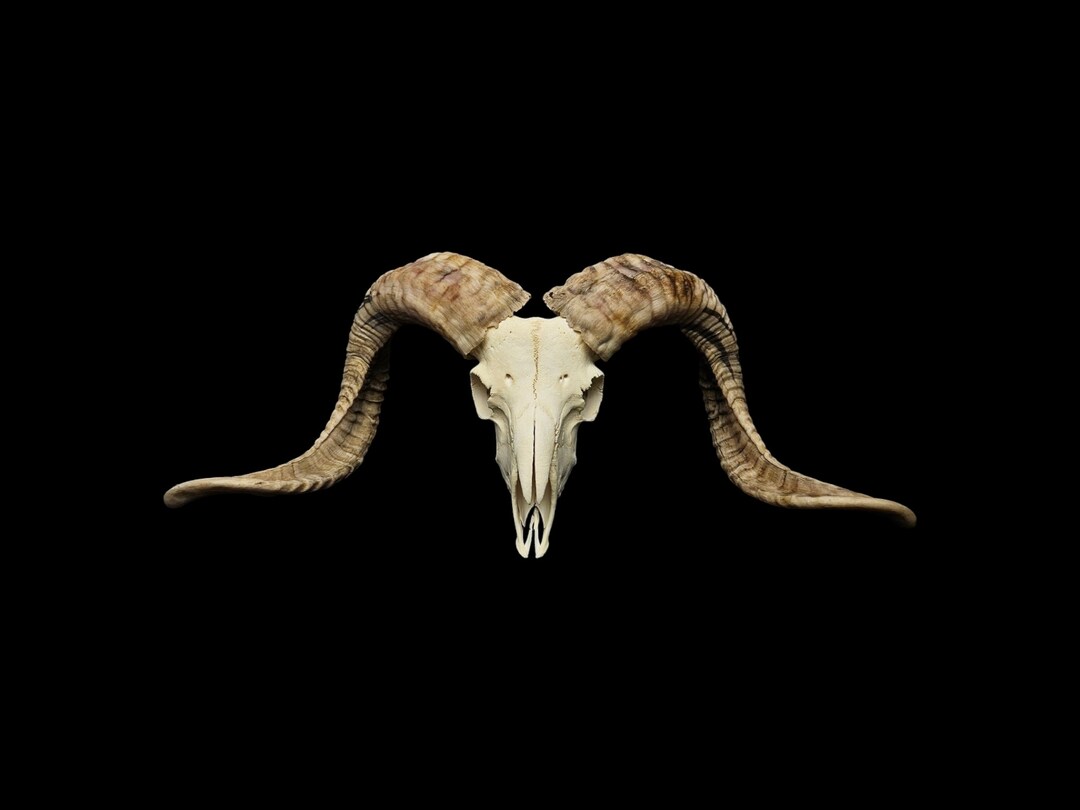 Real Skull of a Ram With Horns, Professional Cleaned. - Etsy