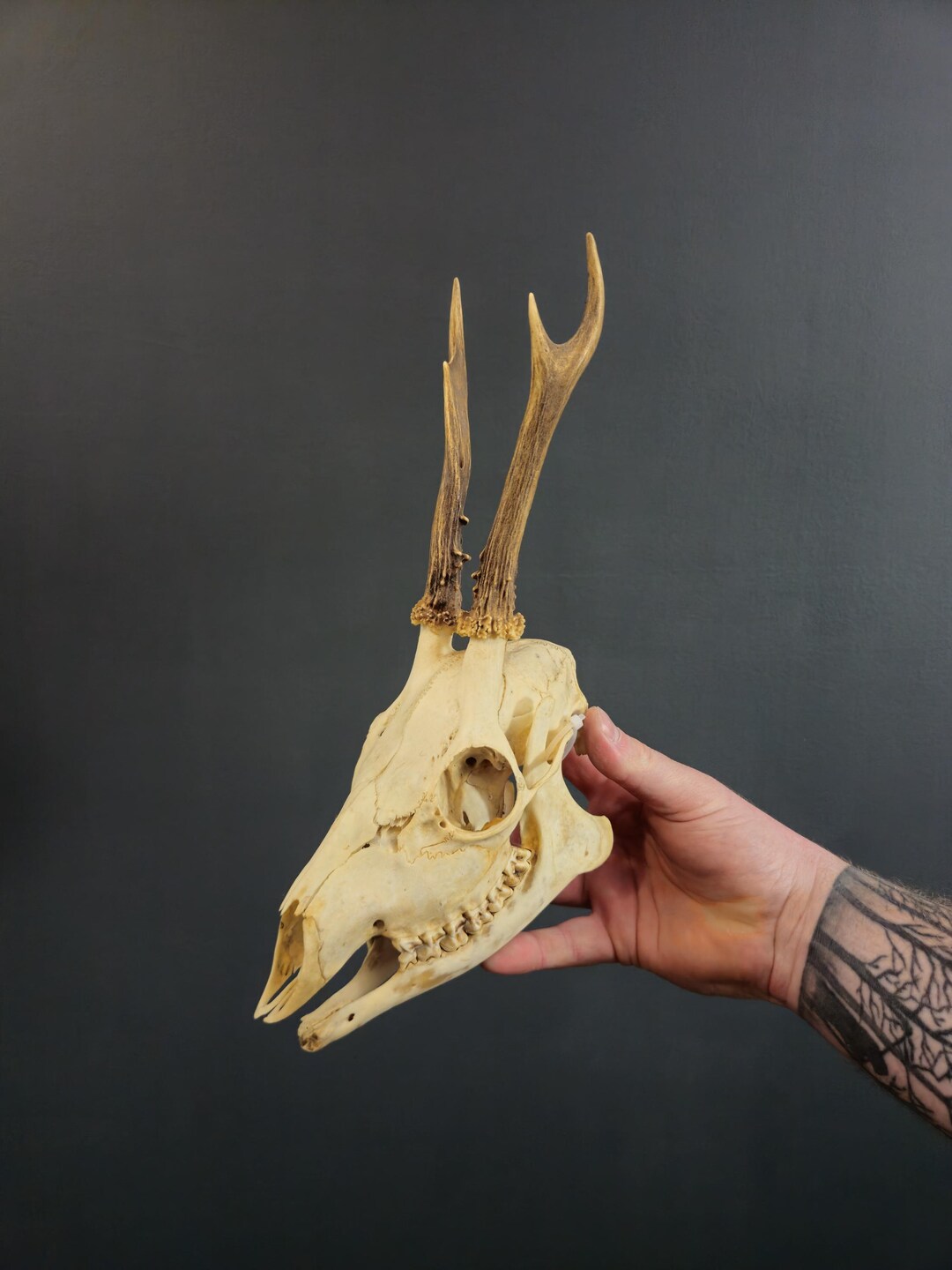 Real Roe Deer Skull With Bottom Jaw and Antlers. Professional Cleaned ...