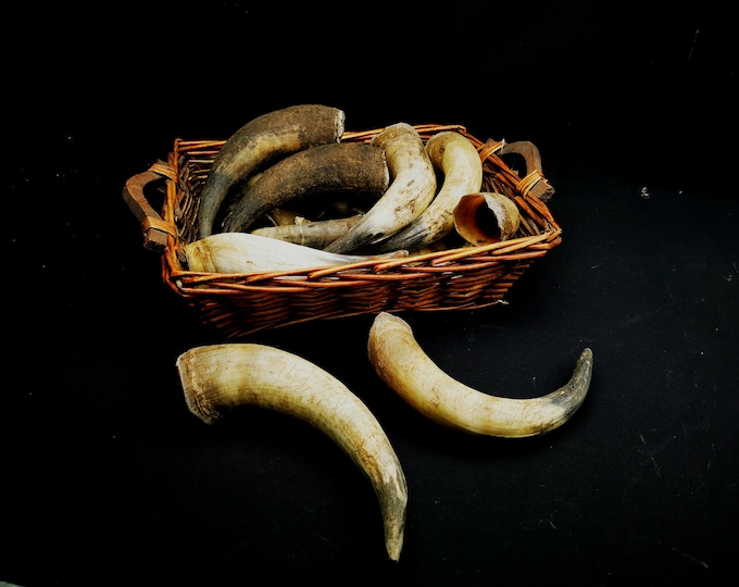 Steer Horn (one Horn Only) Raw Natural Cow Horns Bull for Black Powder ...