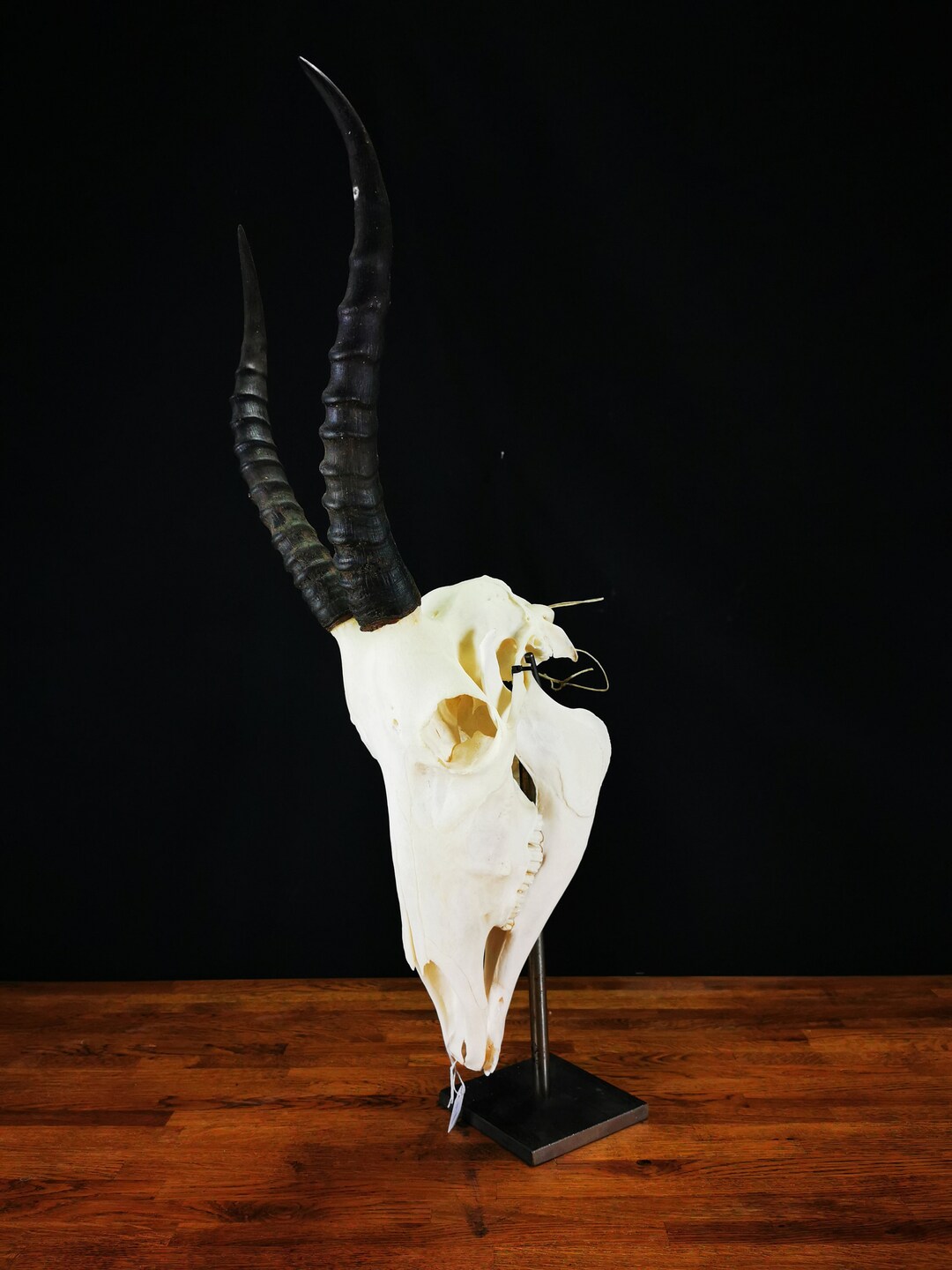 Blesbok SKULL Real Animal Skull Sheep Goat Skull Animal Horns - Etsy