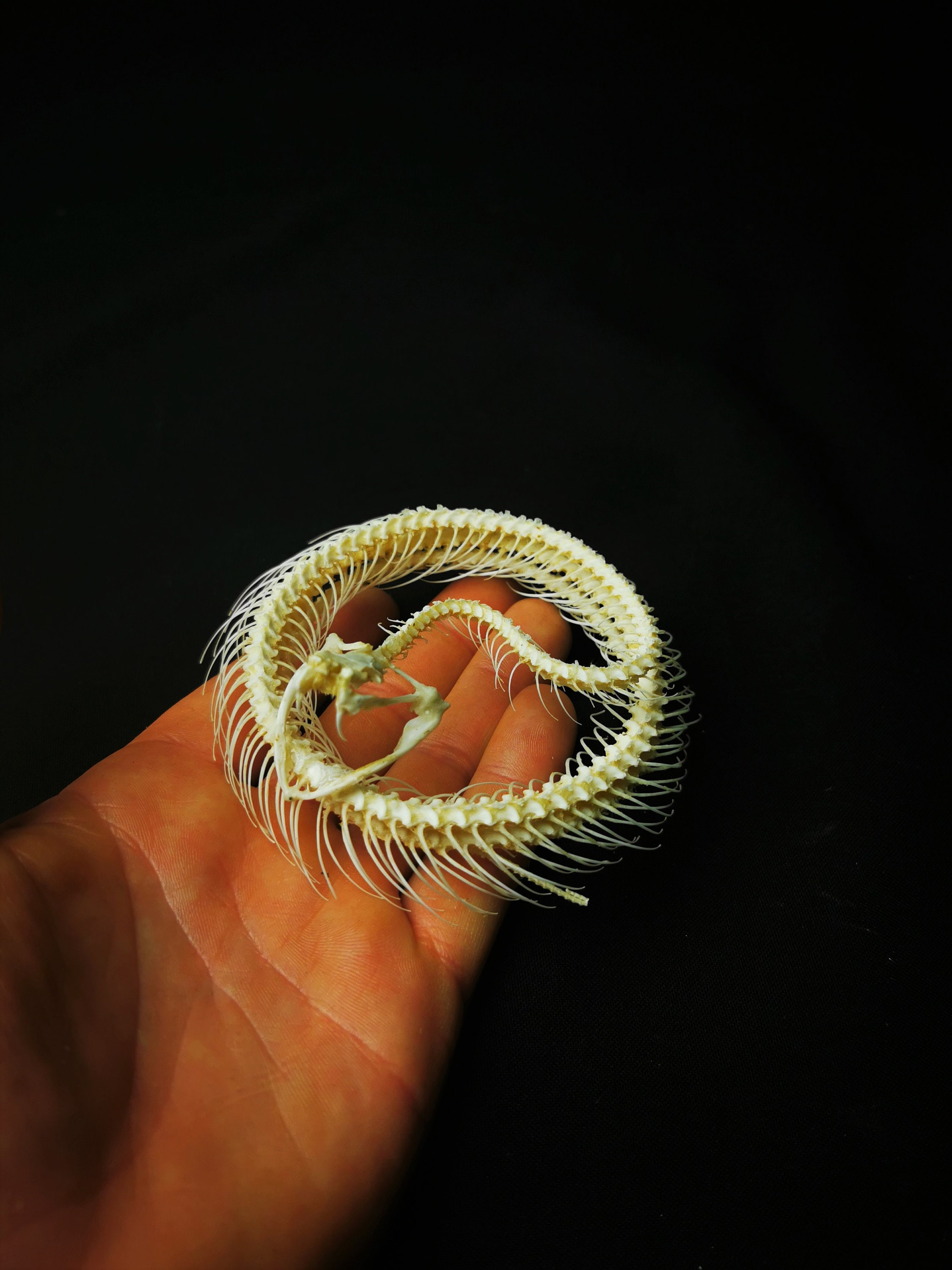 Real Snake Skeleton White-lipped Tree Viper Real Animal - Etsy