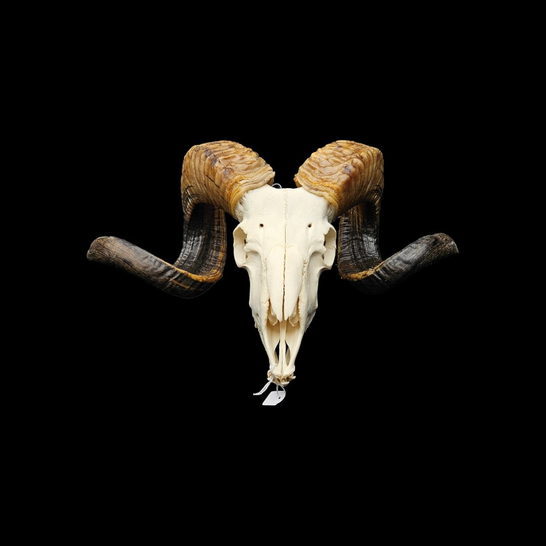 Real Skull of a Ram With Horns, Professional Cleaned. - Etsy