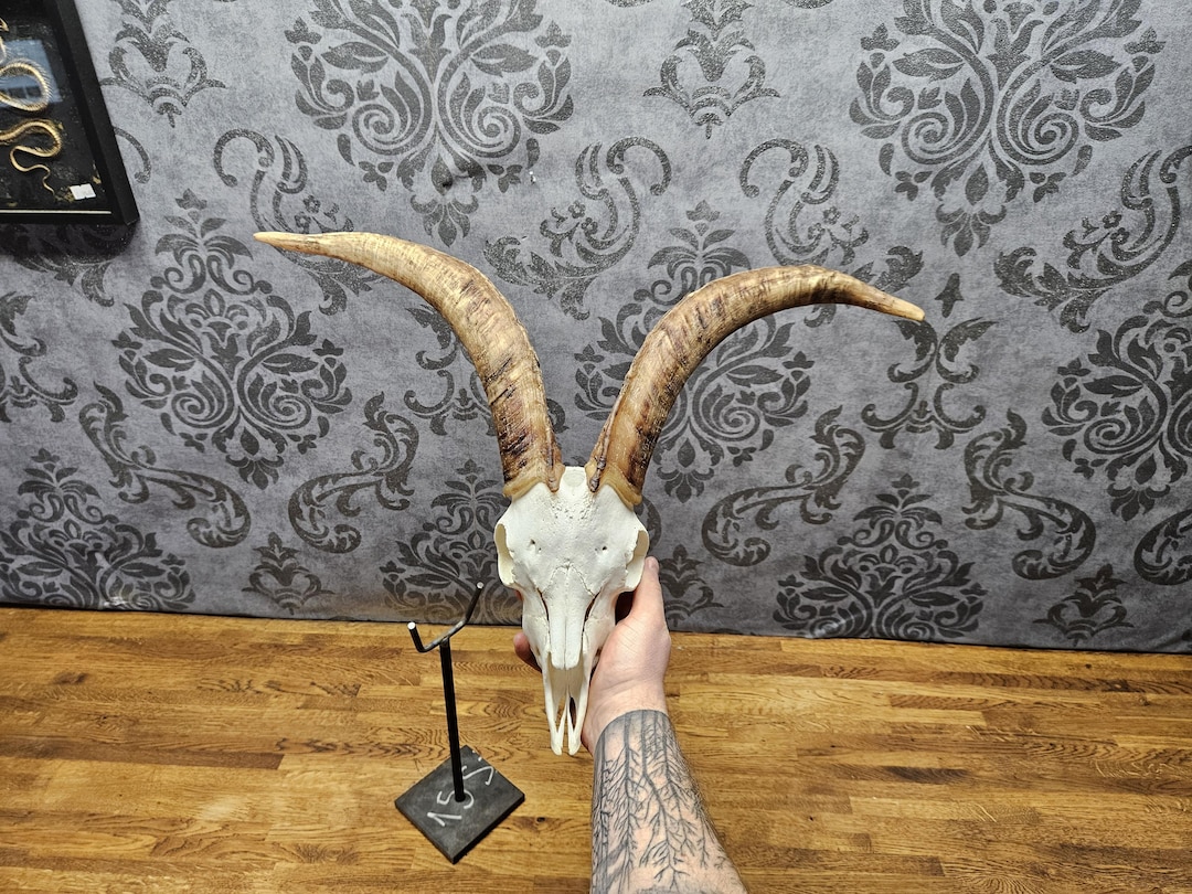 Real Goat Skull With Horns, Origin From Greece! Professional Cleaned ...