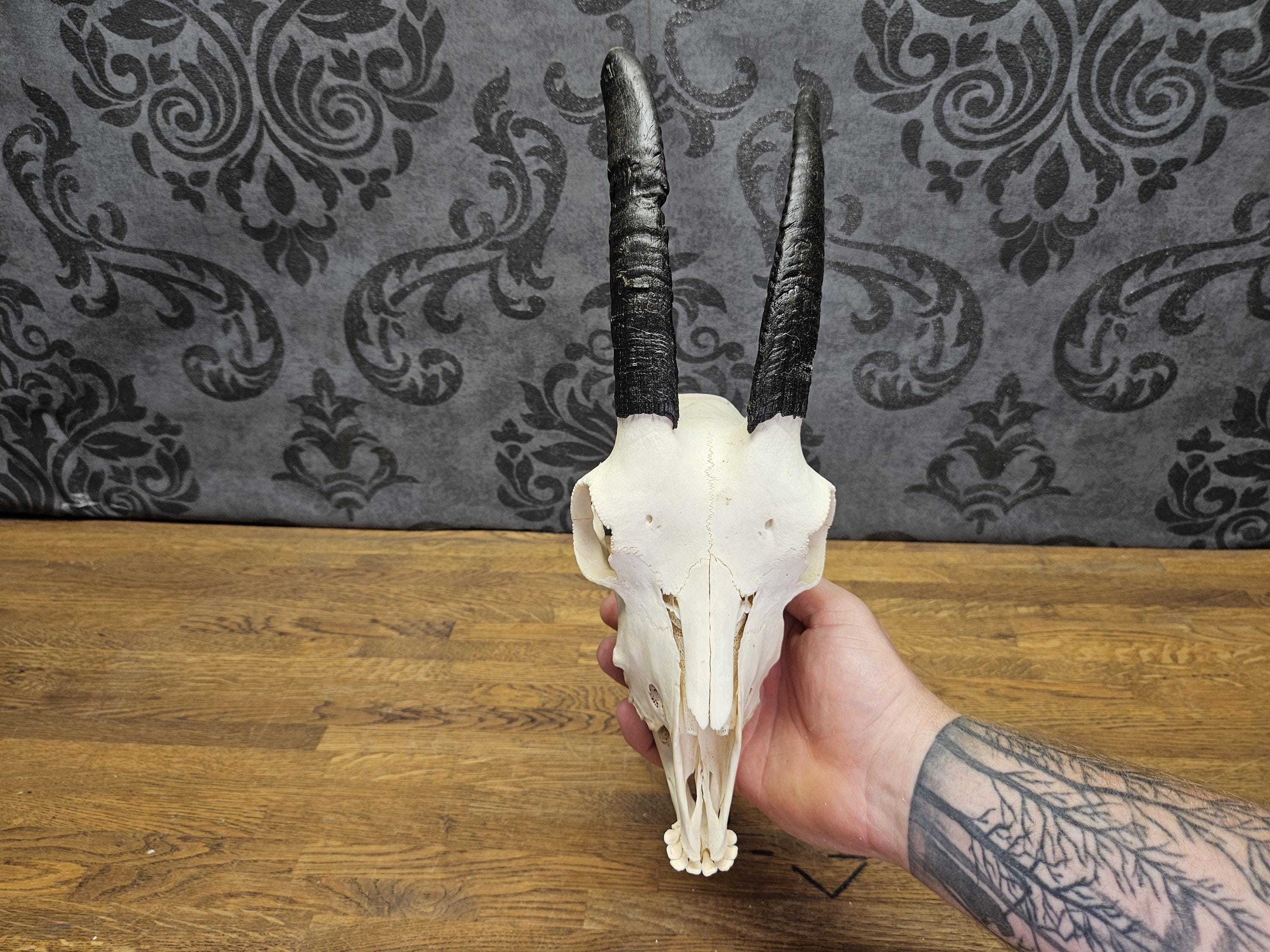 Real Dutch Milking Goat Skull With Horns. Professional Cleaned. - Etsy
