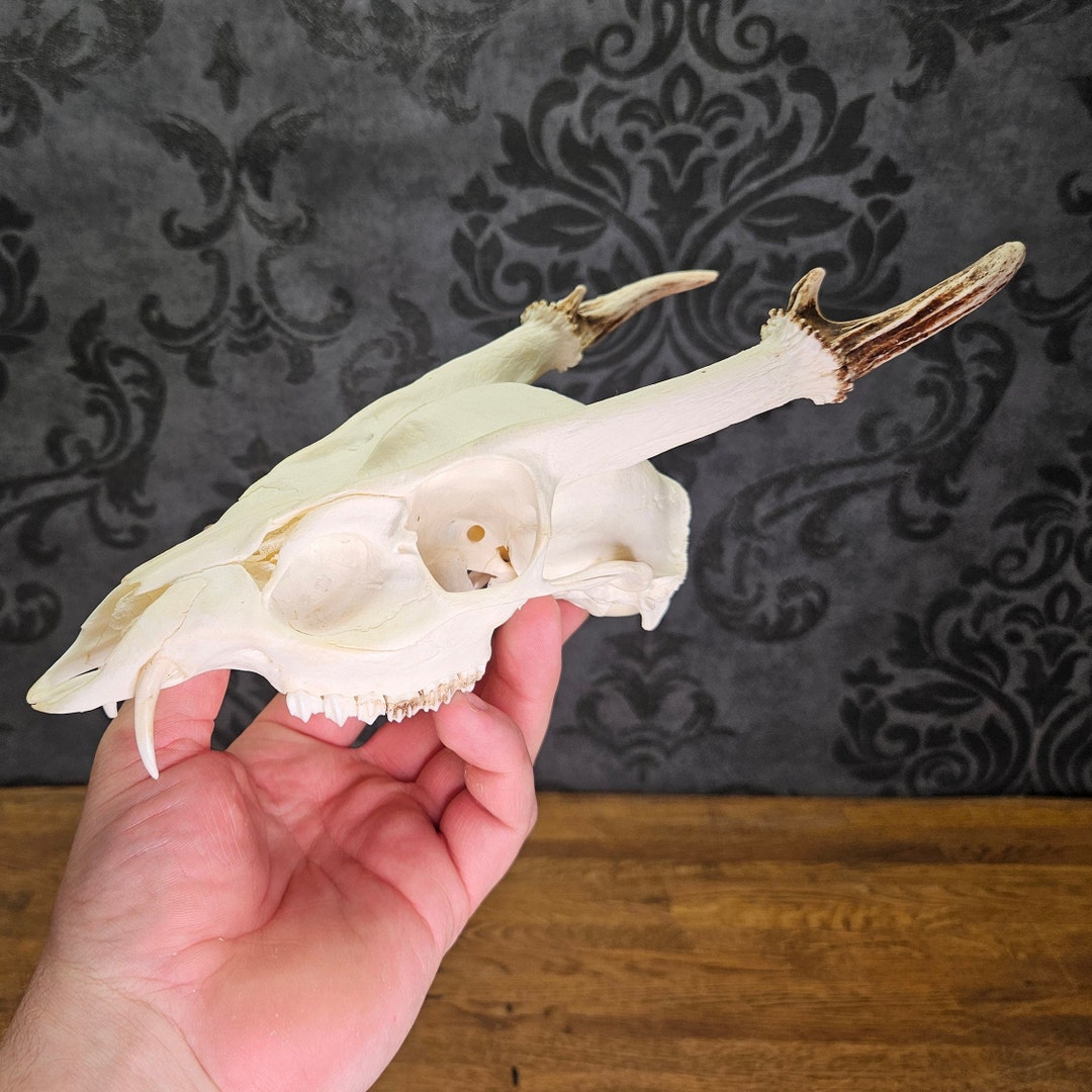 Roadkill Reeves's Muntjac Skull With Antlers. Professional Cleaned. - Etsy