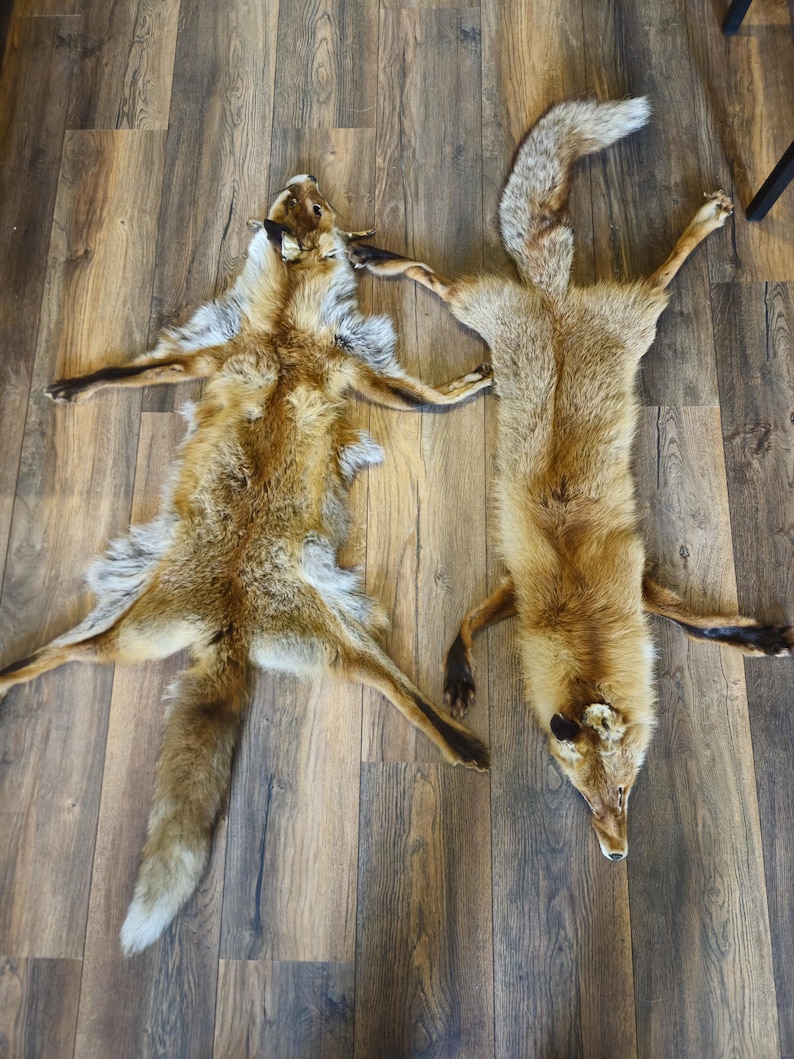 Tanned European Red Fox Hide – Vulpes Vulpes, Collector Display - Etsy