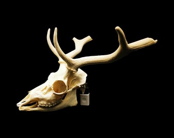 Fallow Deer Skull - Etsy