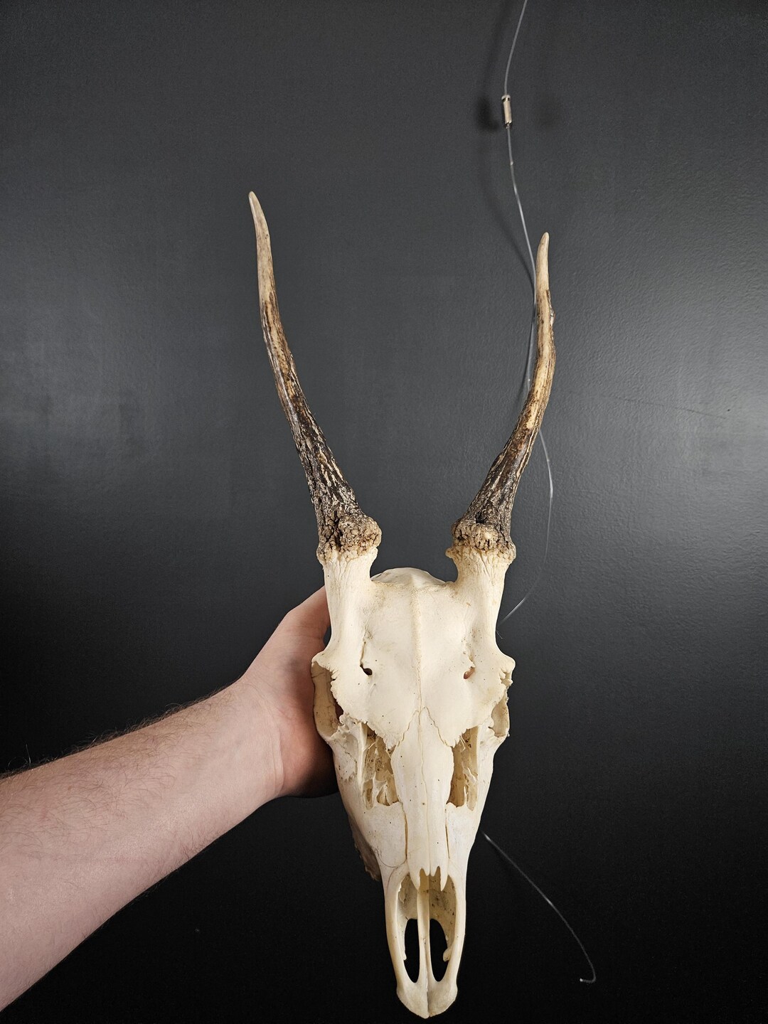 European Fallow Deer Skull - Dama Dama - Sourced From an Old Hunters ...