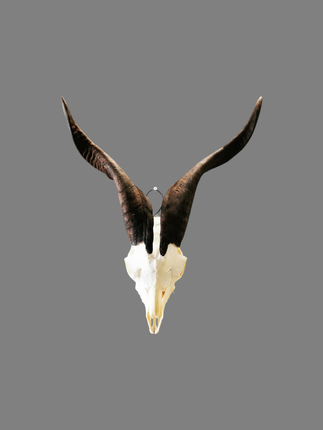 Real Goat Skull With Horns Origin From Greece Professional - Etsy