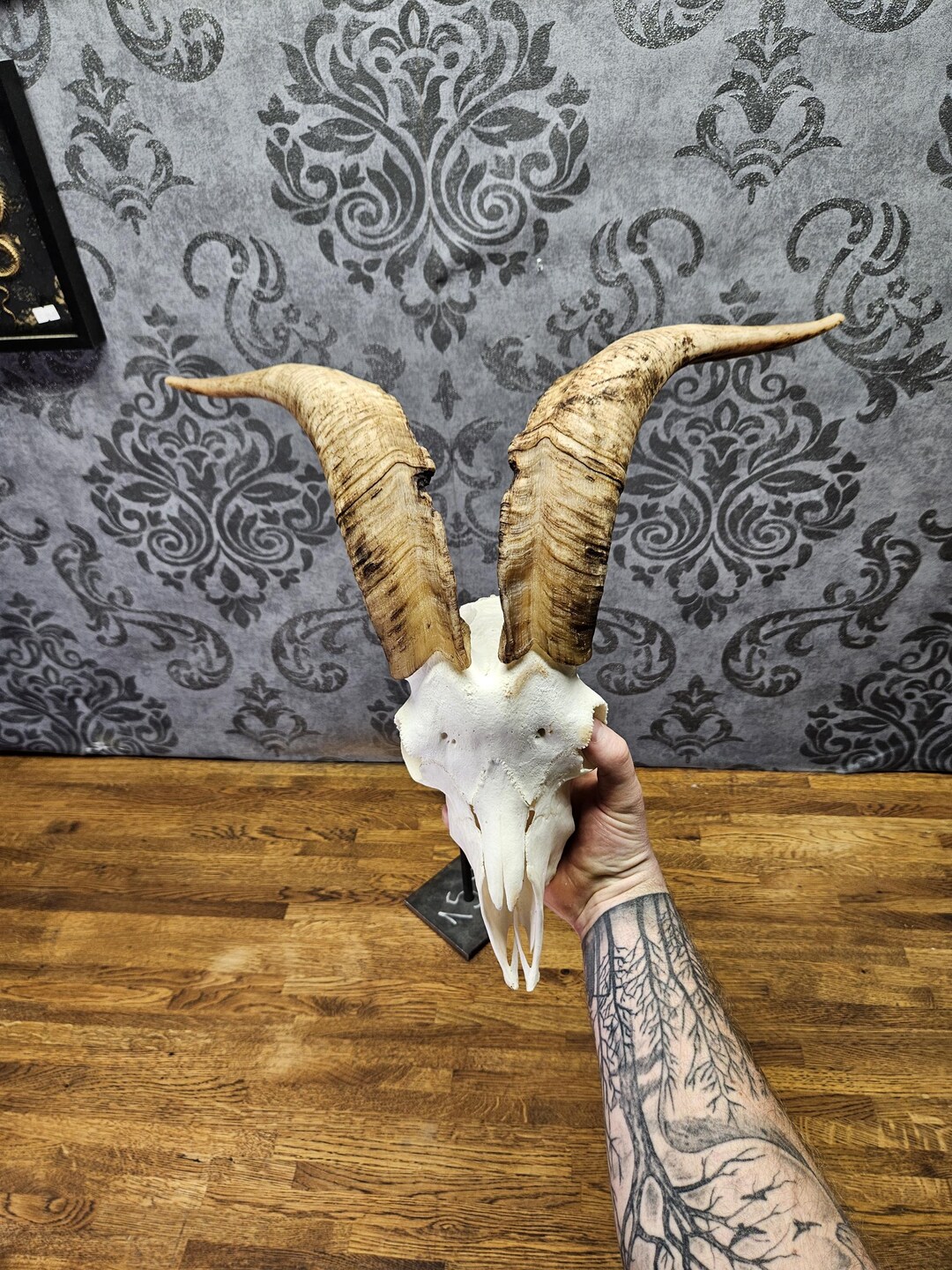 Real Goat Skull With Horns, Origin From Greece Professional Cleaned. - Etsy