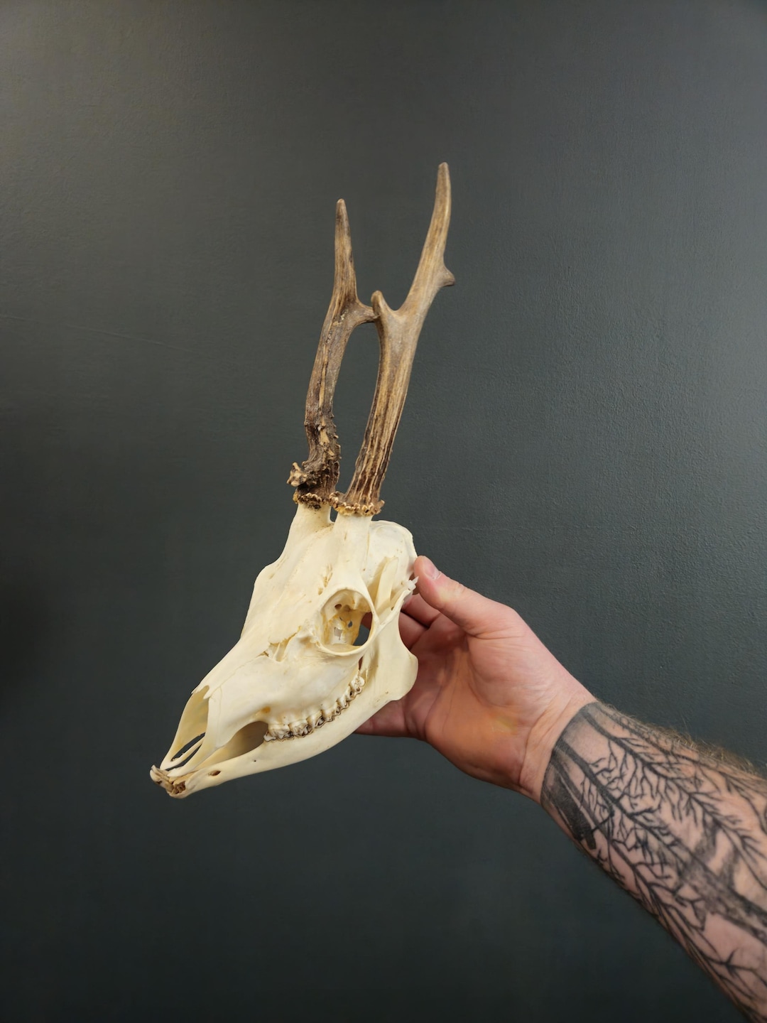 Real Roe Deer Skull With Bottom Jaw and Antlers. Professional Cleaned ...