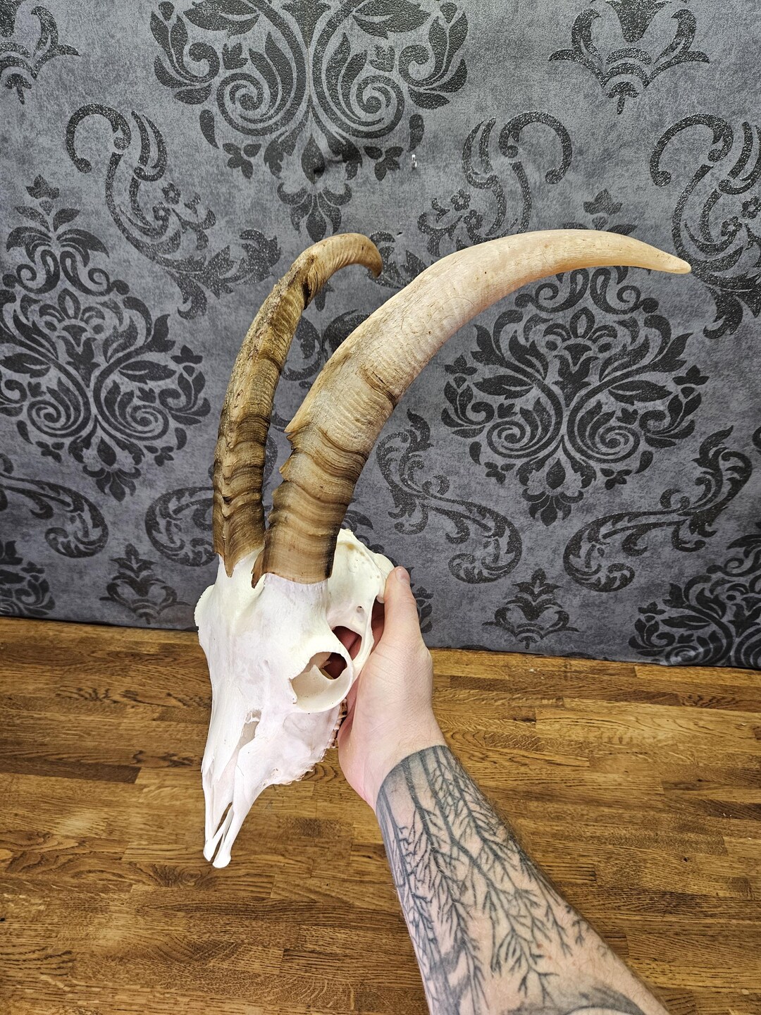 Real Goat Skull With Horns, Origin From Greece! Professional Cleaned ...