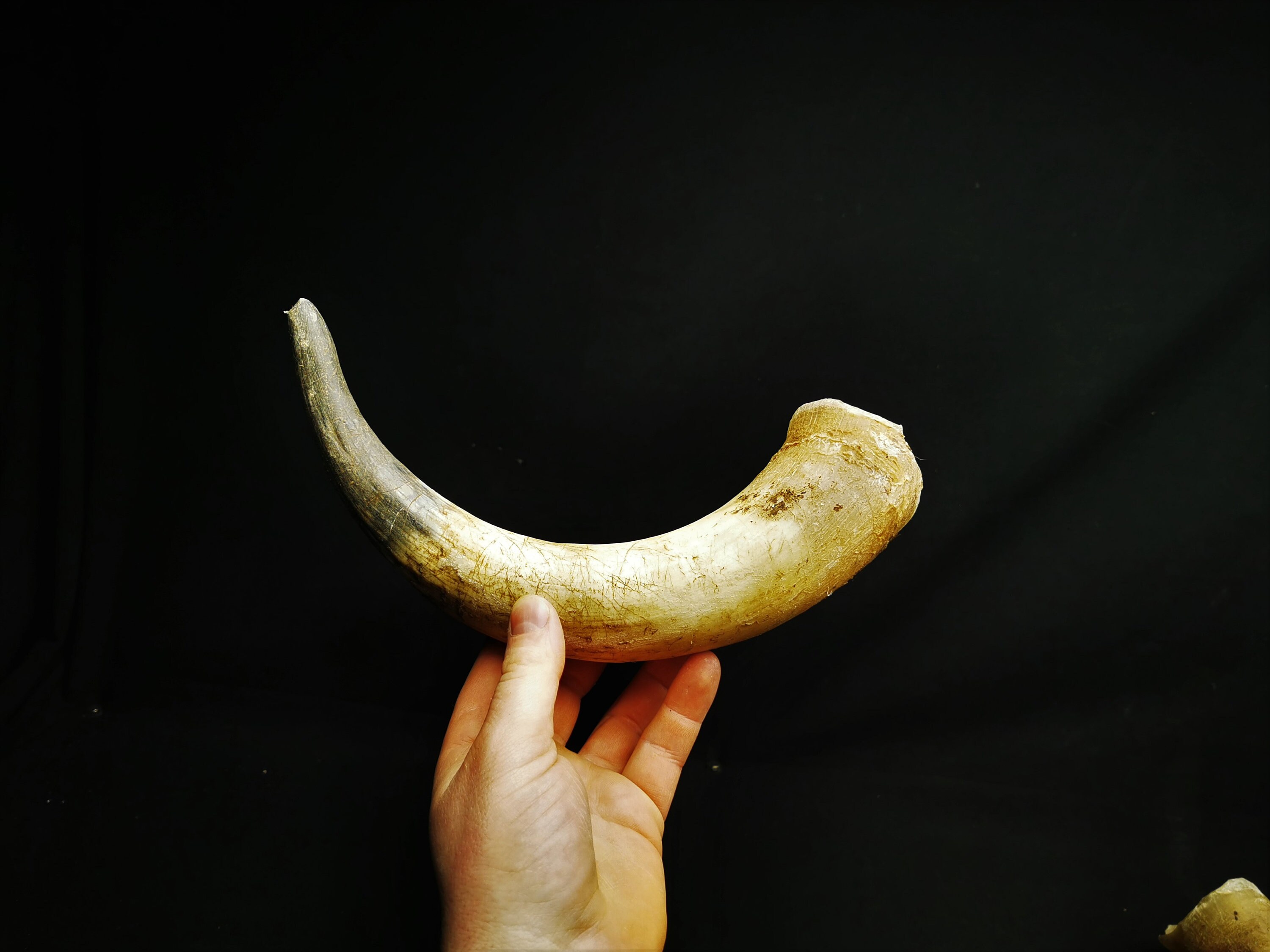 Real Cow Horns: Rustic Home Decor, Art Supplies - Etsy
