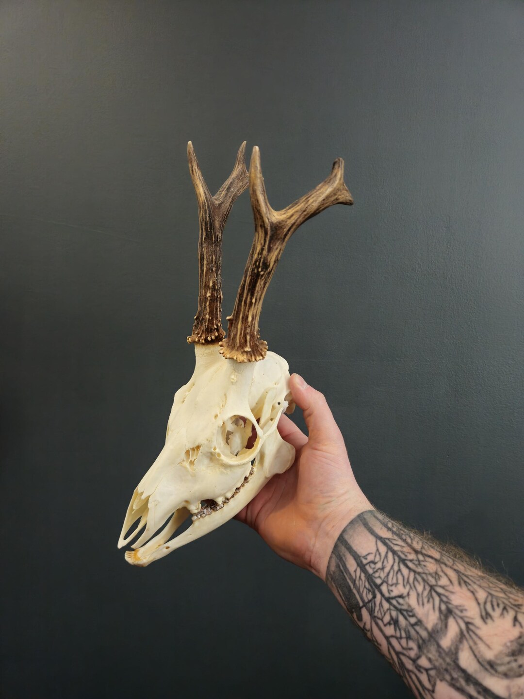Real Roe Deer Skull With Bottom Jaw and Antlers. Professional Cleaned ...
