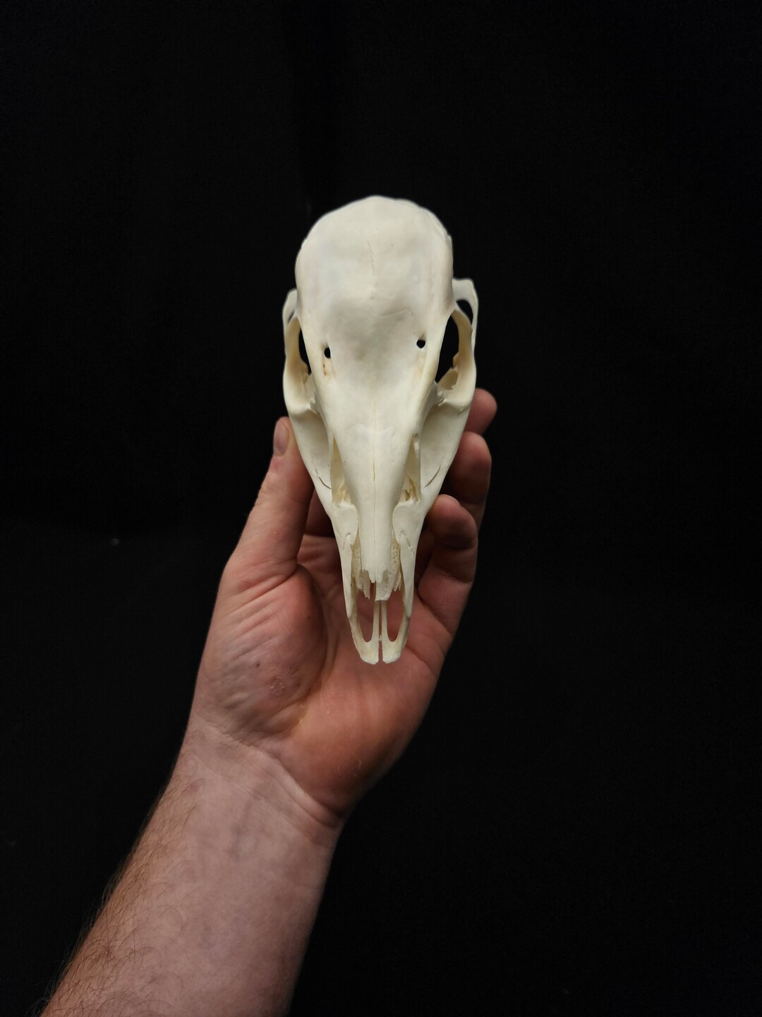 Roadkill Female Reeves's Muntjac Skull. Professional Cleaned. - Etsy