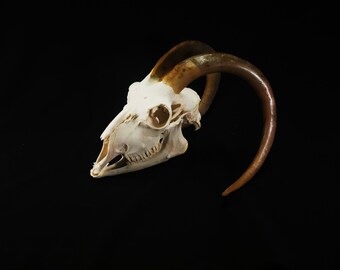 Real Goat Skull - Etsy