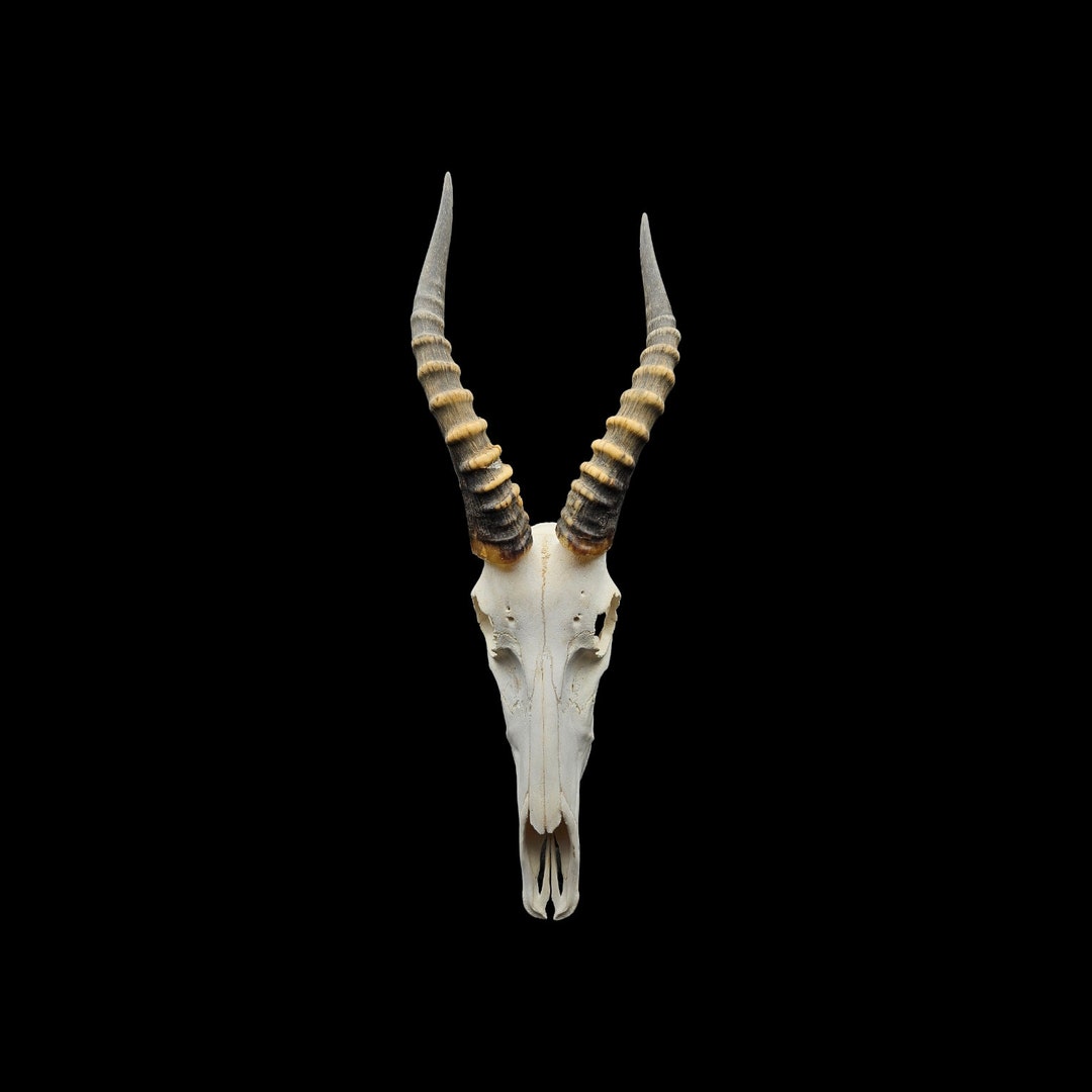 Blesbok Skull With Horns. Professional Cleaned. Blesbuck - Etsy